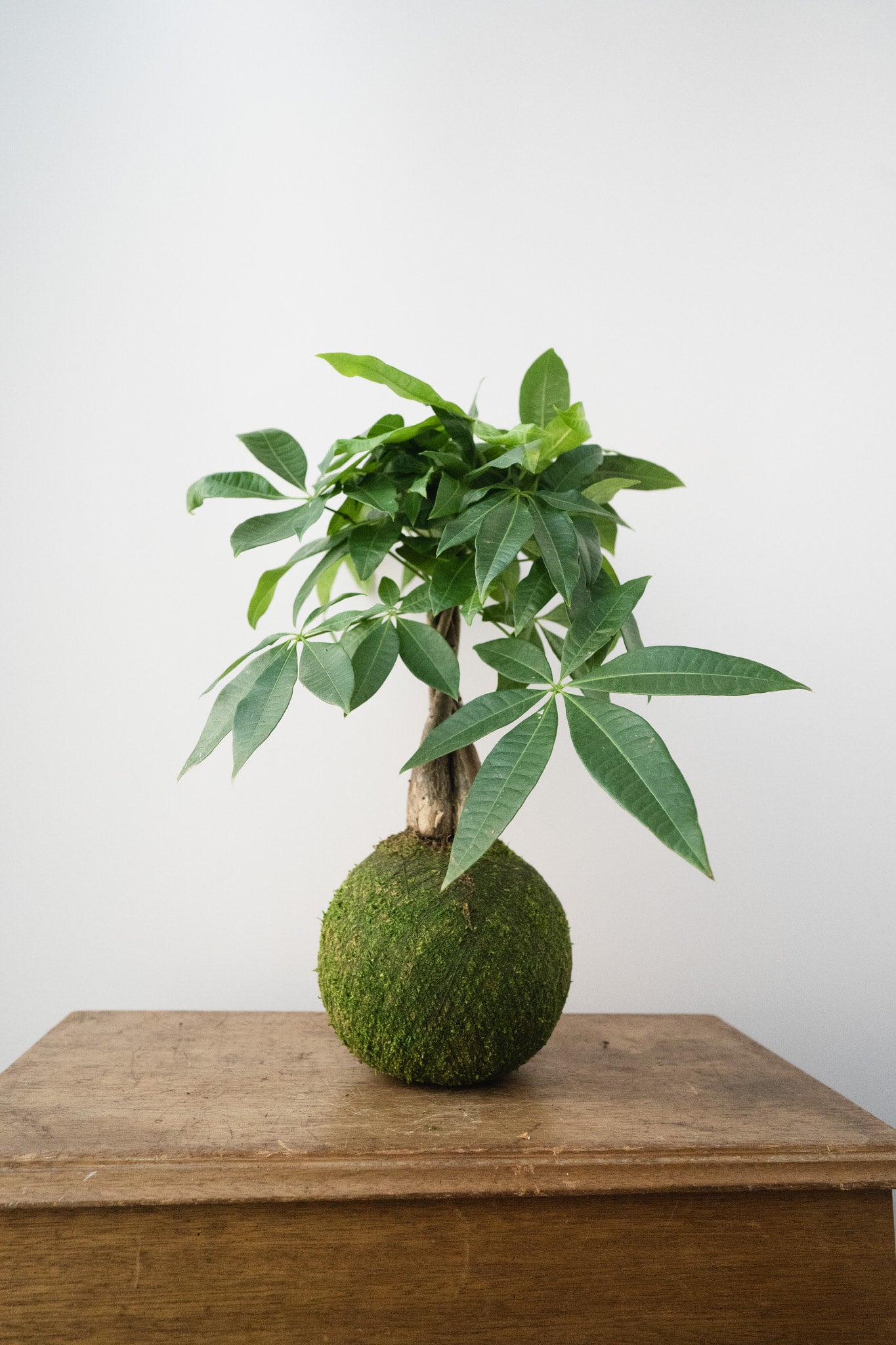 Pachira Money Tree | Shop Japanese Moss Ball Plants | Kubode | KUBODE