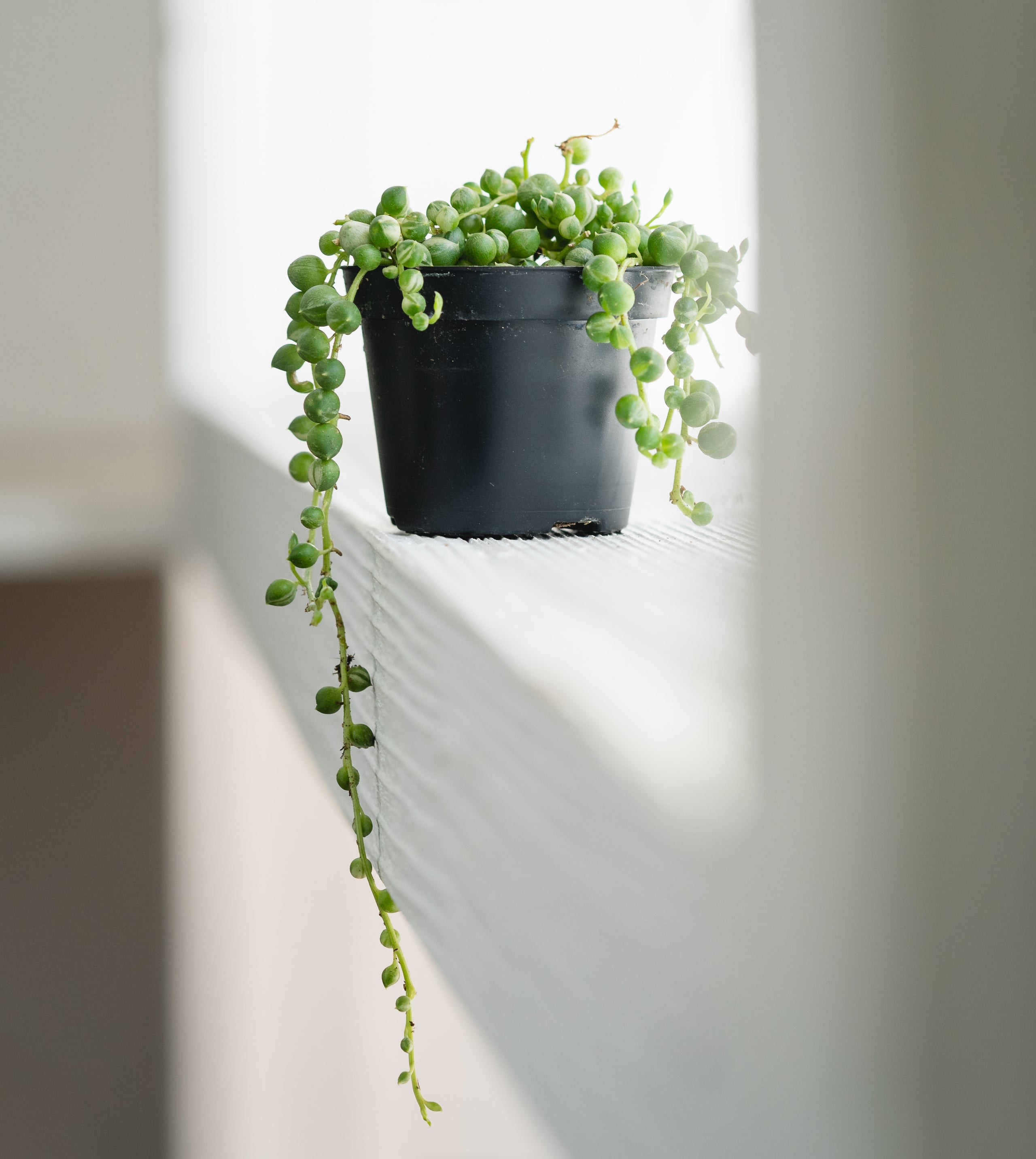 Senecio String of Pearls | Kubode